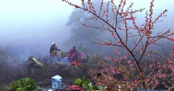 Hoa đào Vân Hồ được dán tem nguồn gốc